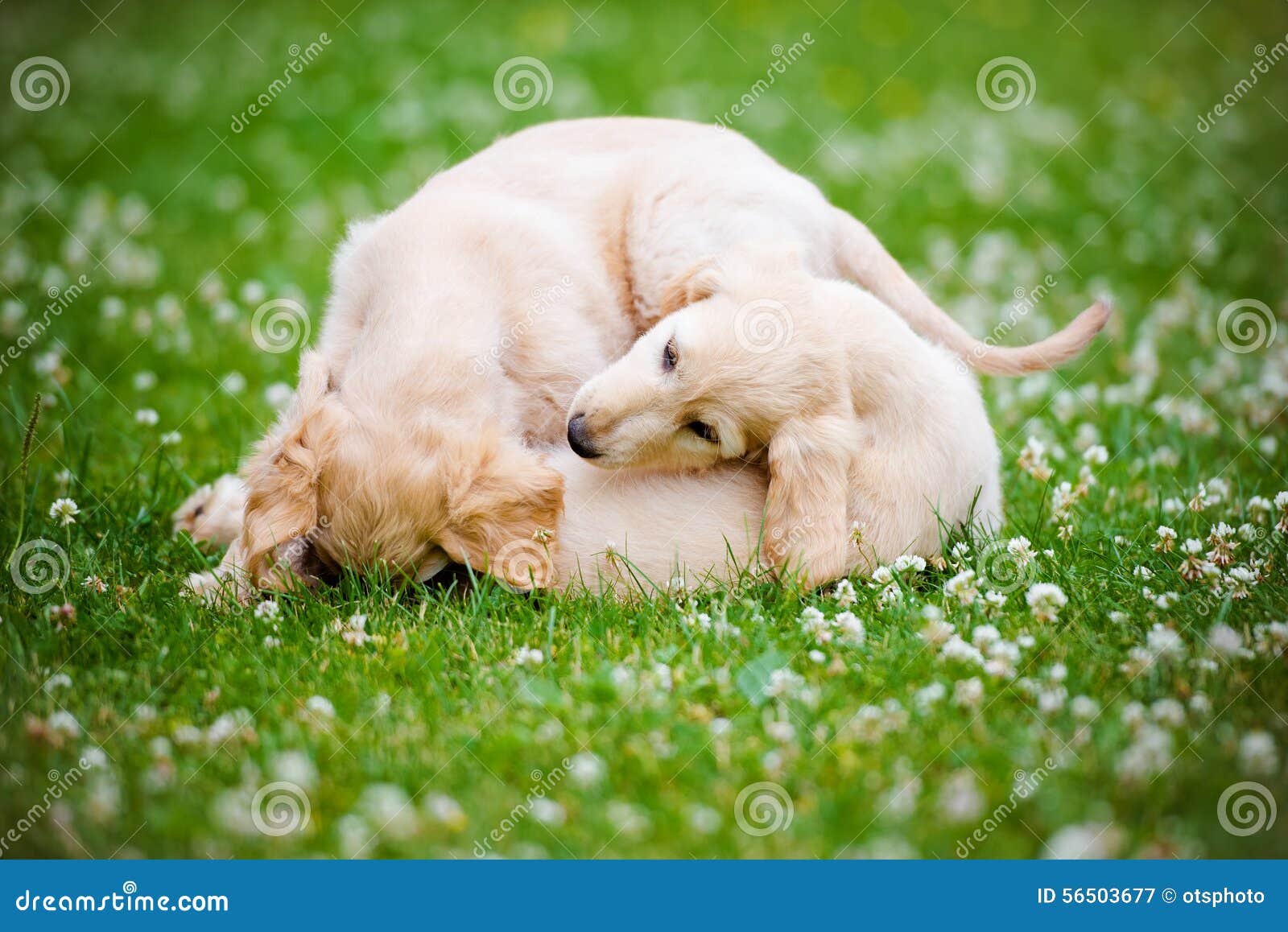Two Afghan Hound Puppies Playing Outdoors Stock Image - Image of green ...