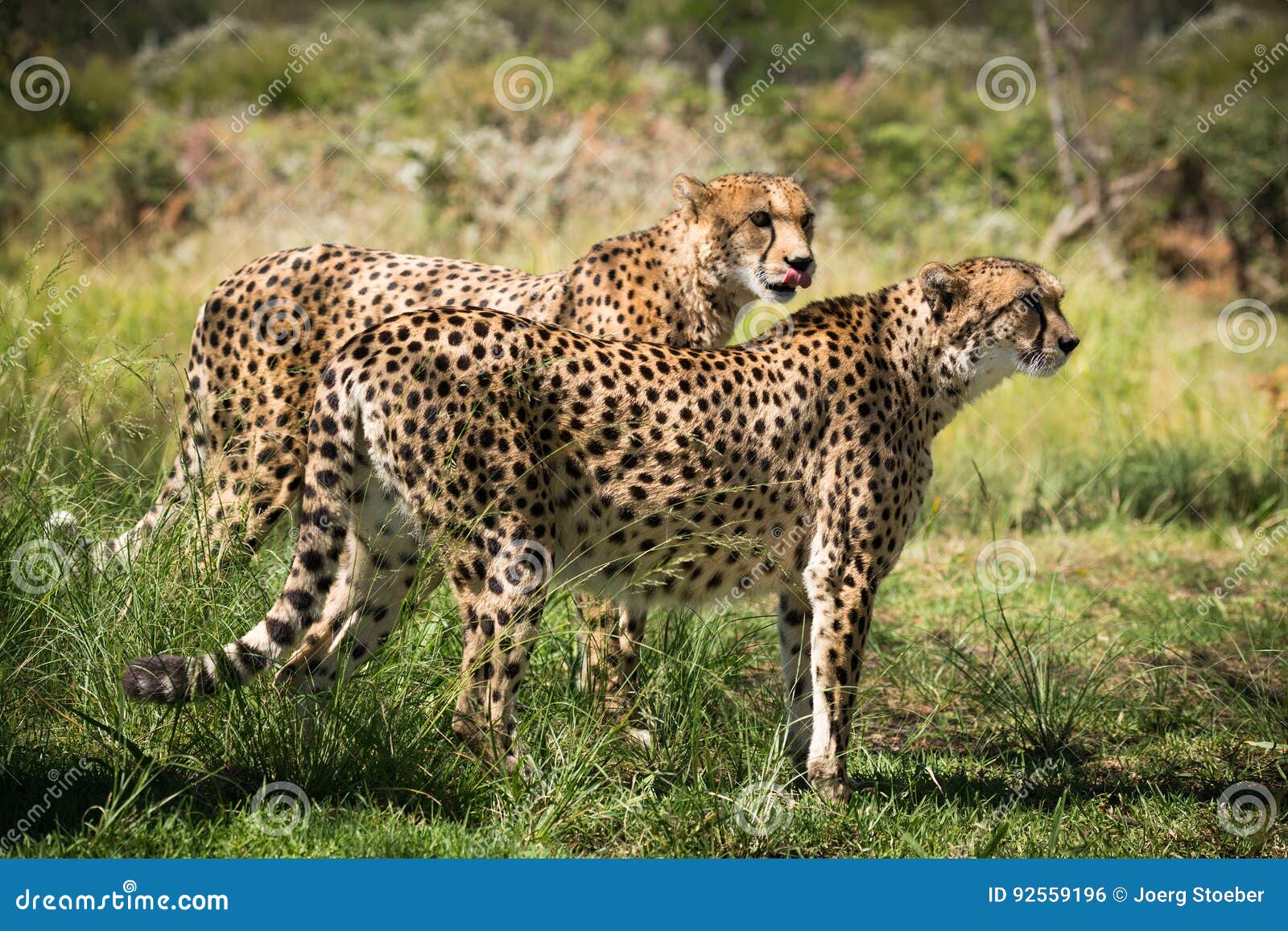 Two african cheetahs stock photo. Image of africa, fauna - 92559196