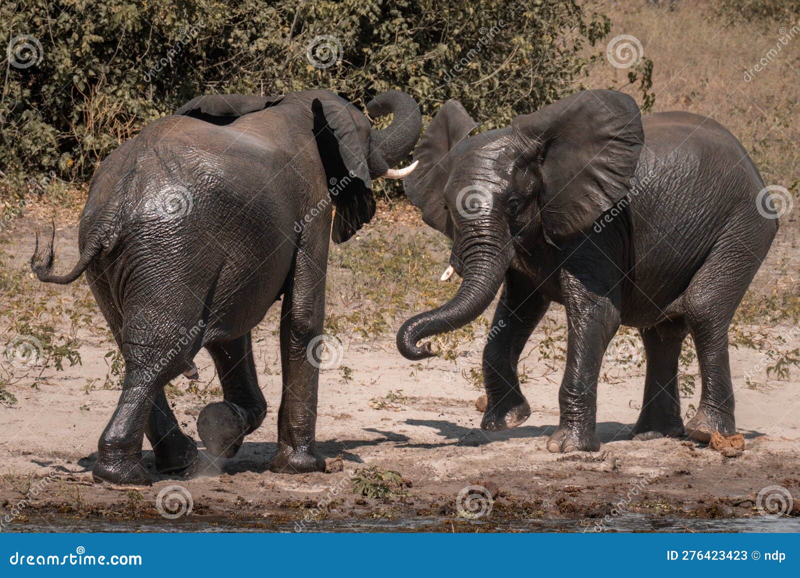 Two African Elephants Play Fight on Riverbank Stock Image - Image of ...