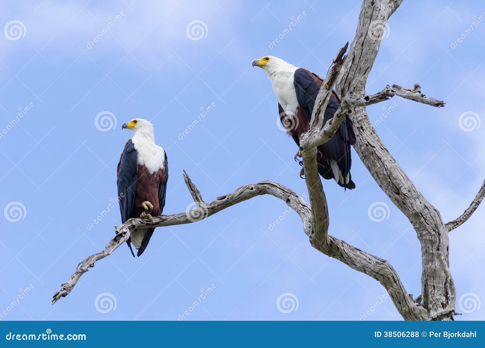 205 African Fish Eagles Stock Photos - Free & Royalty-Free Stock Photos ...