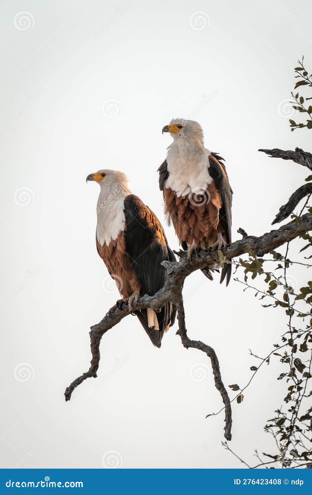 Two African Fish Eagles on Dead Branch Stock Photo - Image of leaf ...