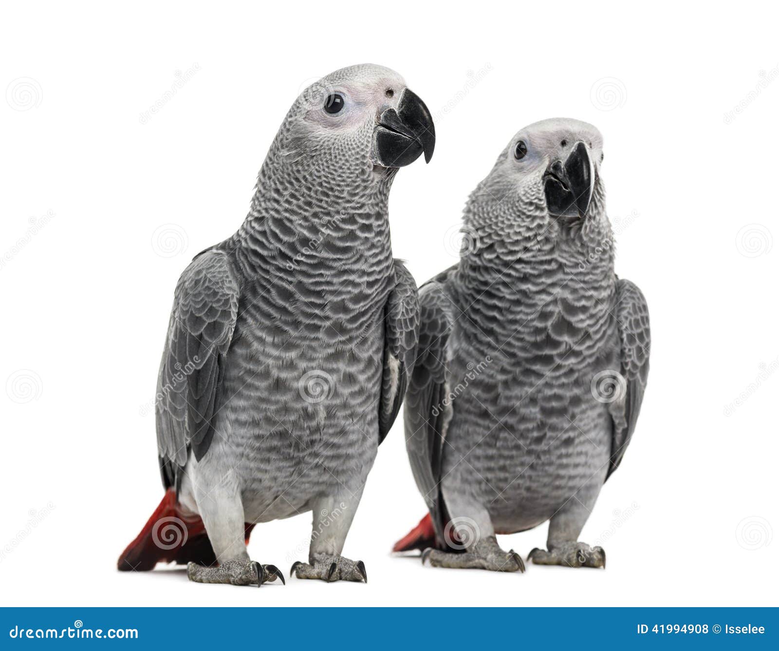 The Grey Parrot, Psittacus Erithacus, Also Known As The Congo Grey ...