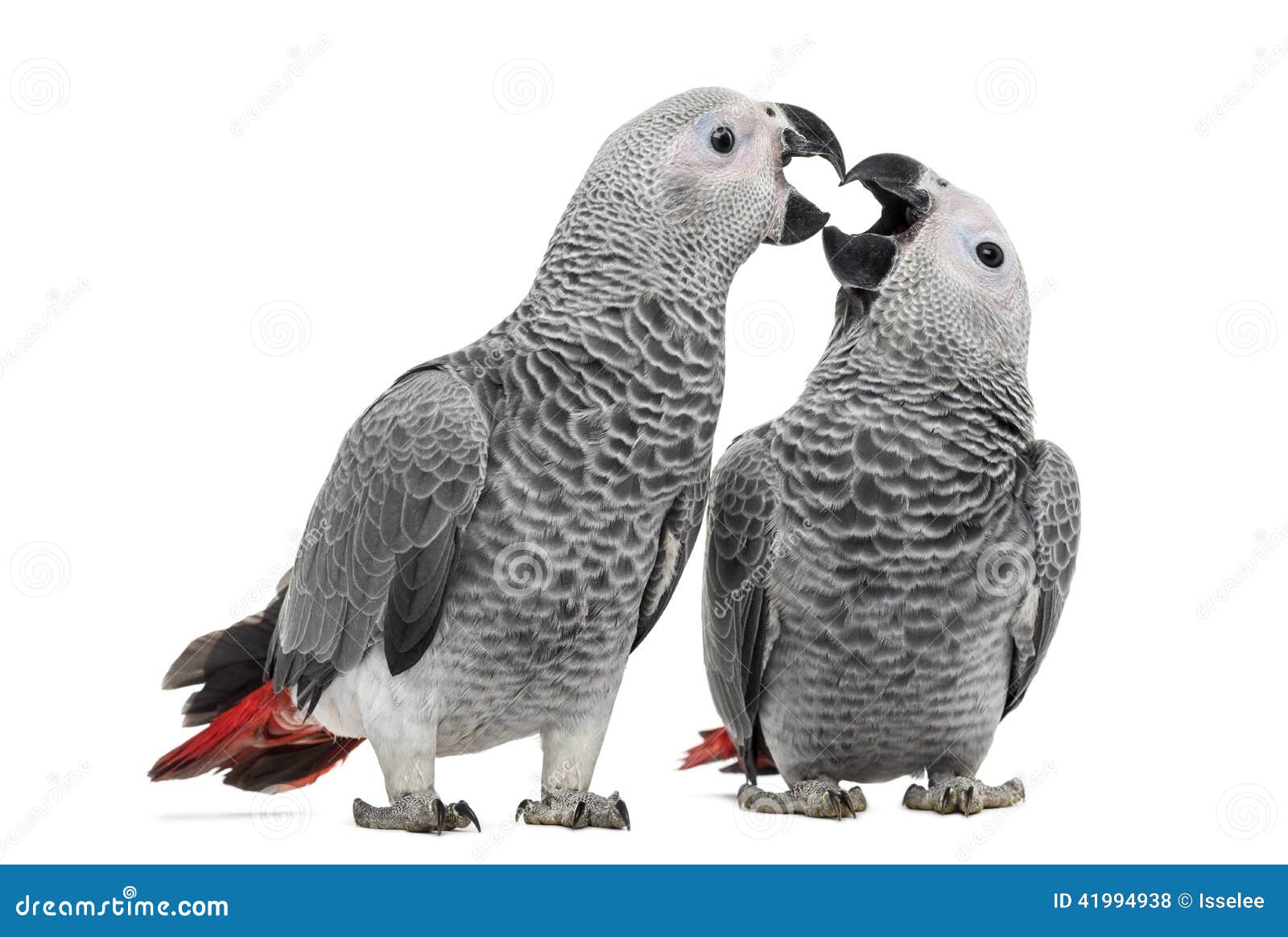 African Grey Parrot Royalty-Free Stock Photography | CartoonDealer.com ...