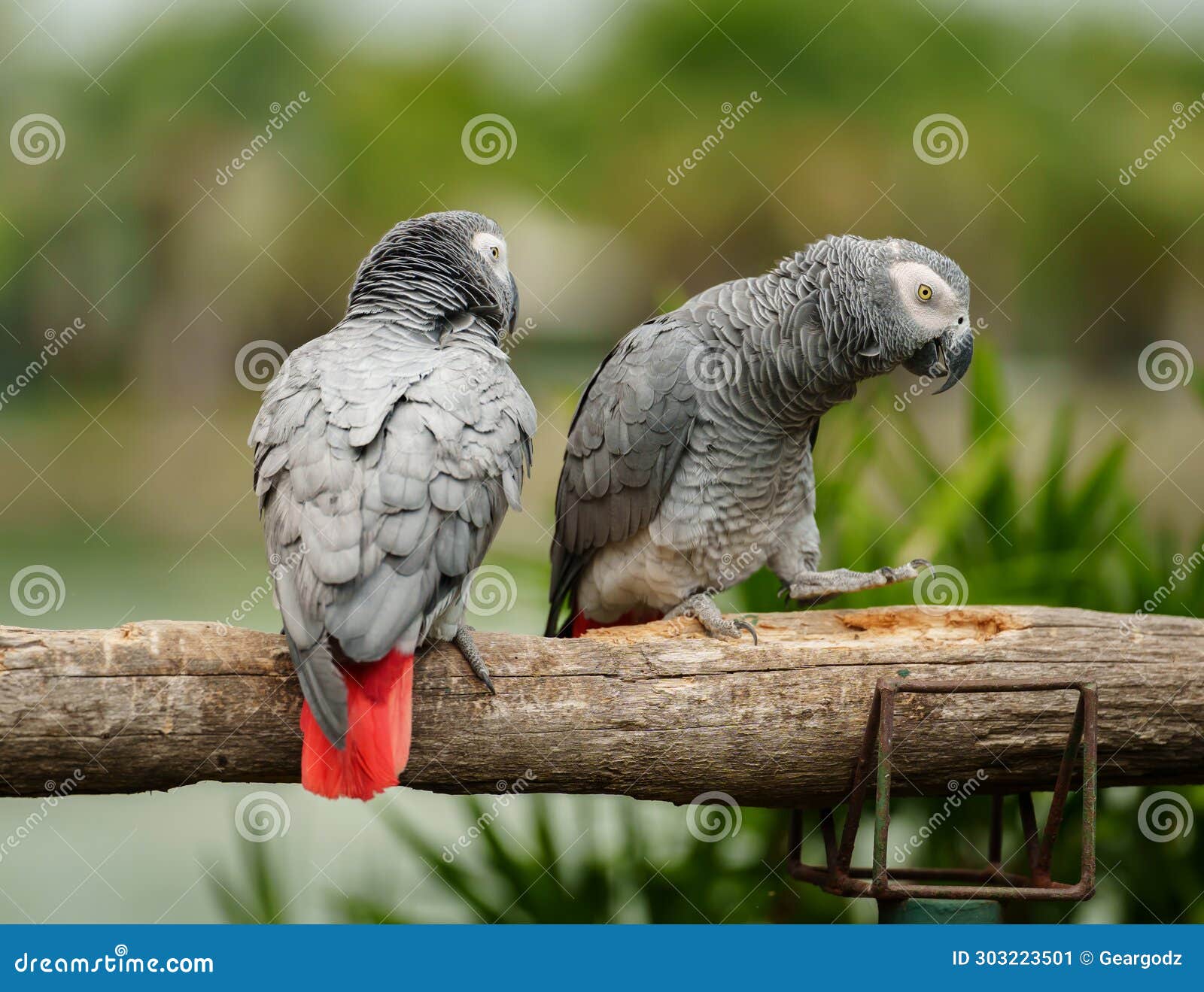 Two African Grey Parrot (Psittacus Erithacus) on Wood Tree Branch Stock ...