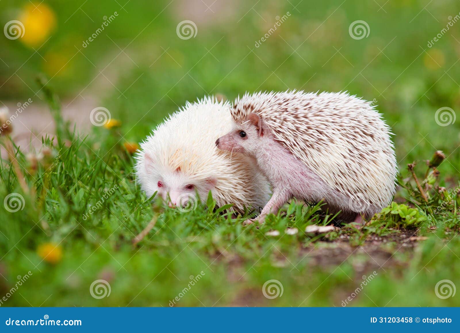 Two african hedgehogs stock photo. Image of albino, outdoor - 31203458