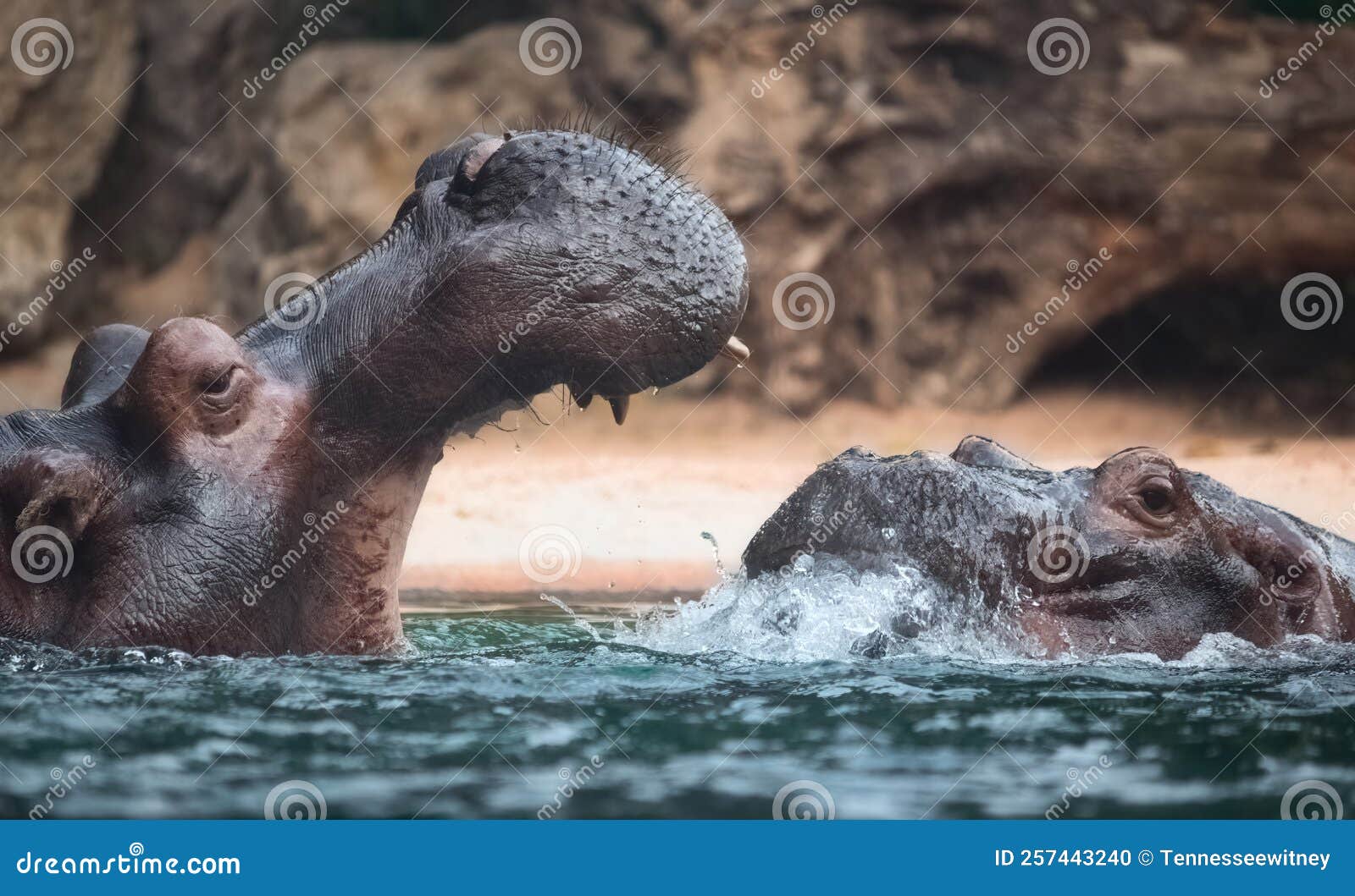 Two African Hippos Playing in a River Partly Submerged Stock Photo ...
