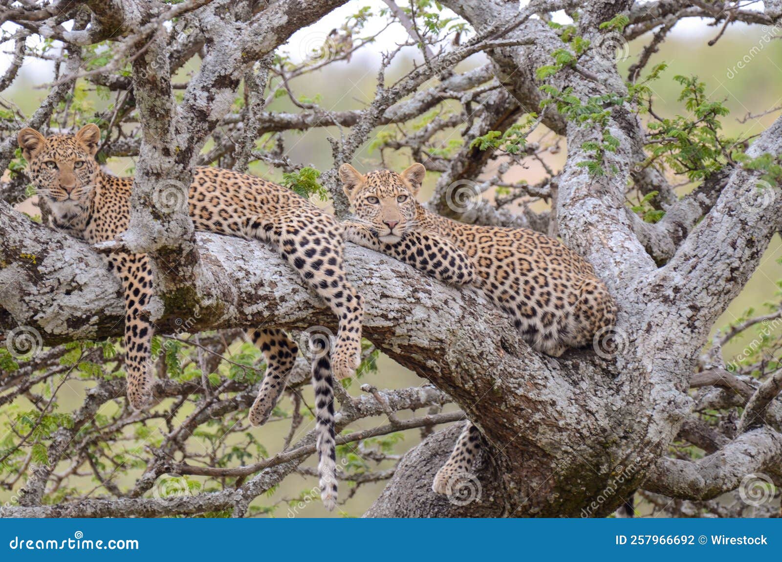 Two African Leopards Resting on the Tree Stock Photo - Image of nature ...