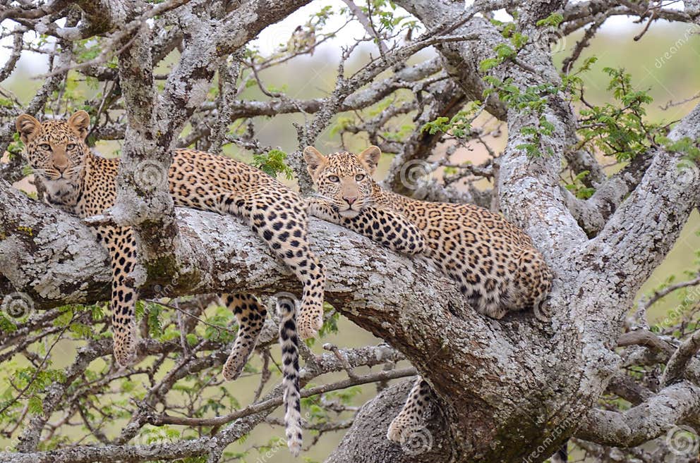 Two African Leopards Resting on the Tree Stock Photo - Image of nature ...