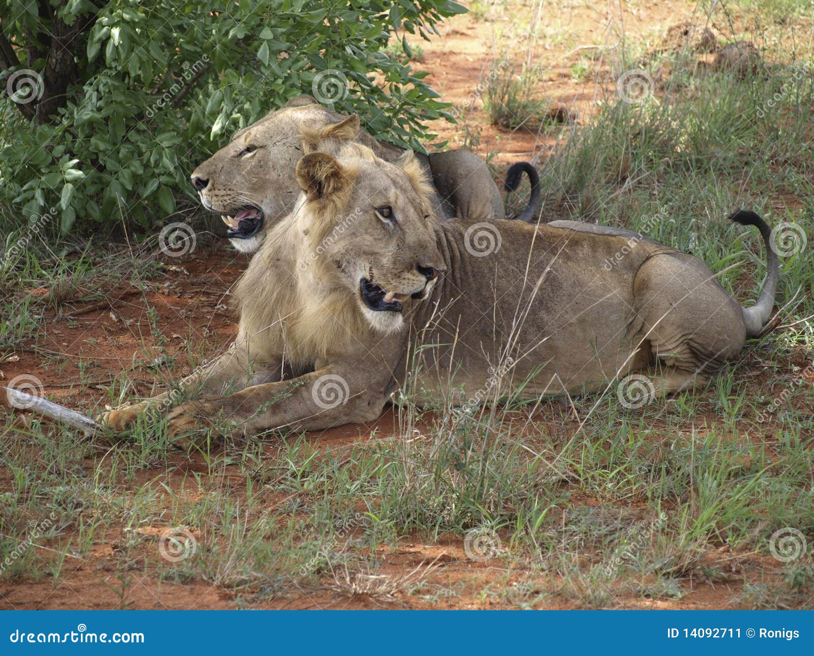 Two african lions stock image. Image of holiday, resting - 14092711