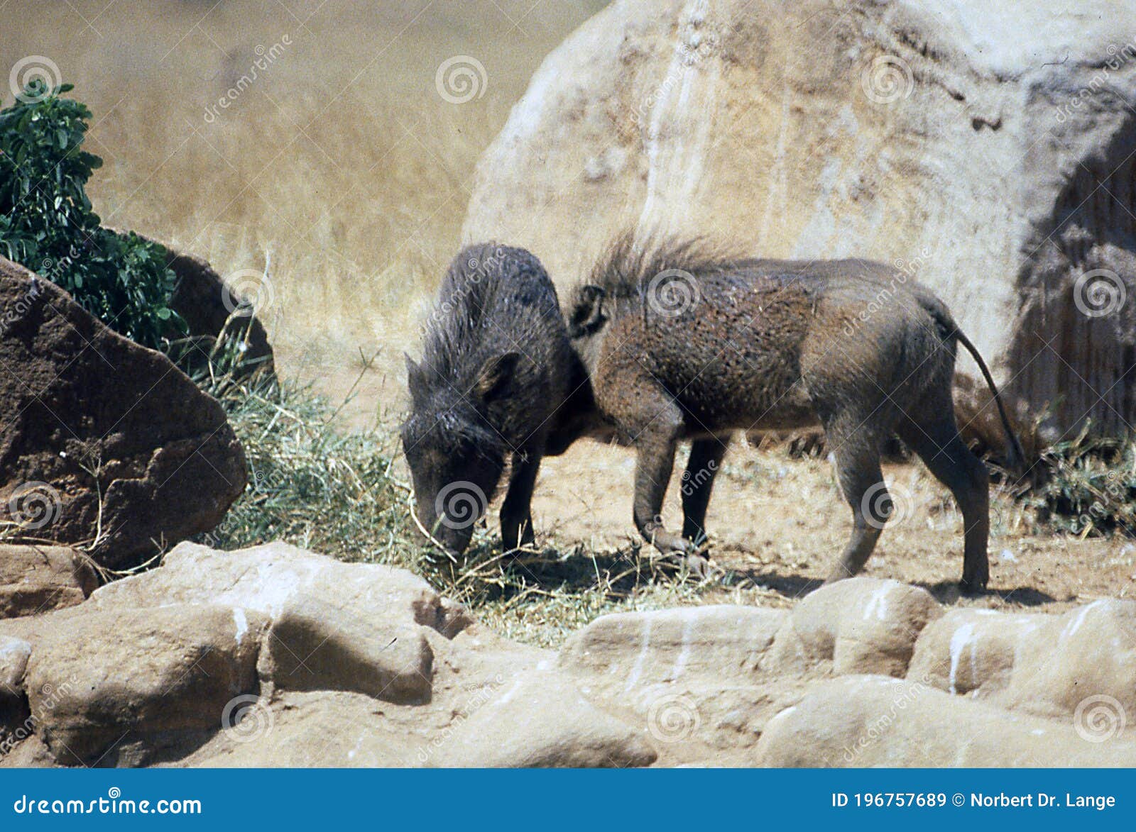 Two African Wild Boars Fight Stock Image - Image of wild, tusk: 196757689