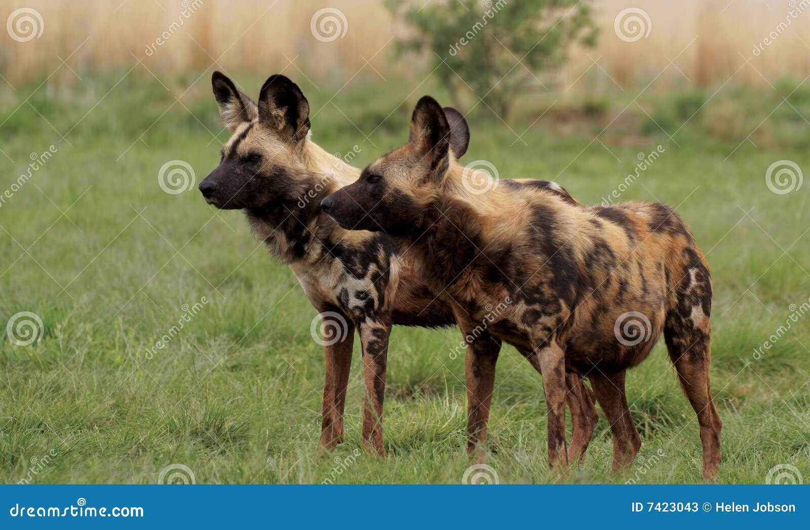 Two African Wild Dogs on Guard Stock Image - Image of portrait, species ...