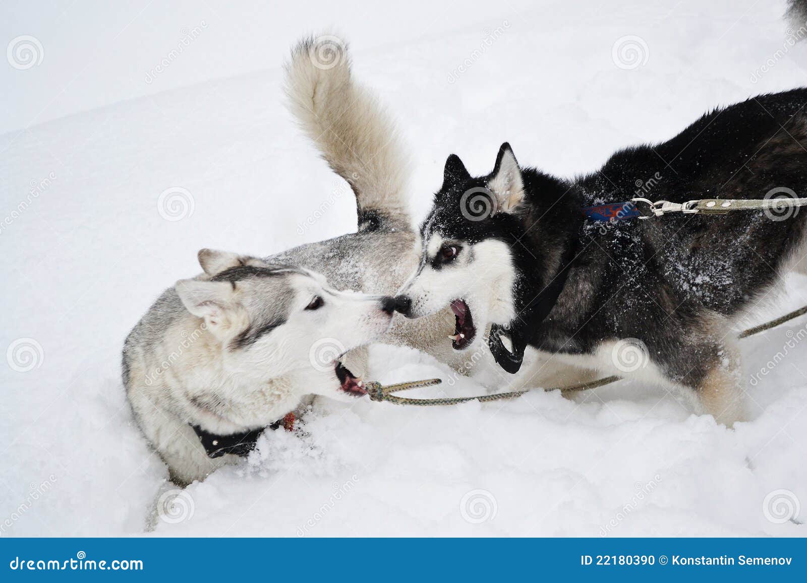 Two aggressive dogs stock photo. Image of denuding, frighten - 22180390