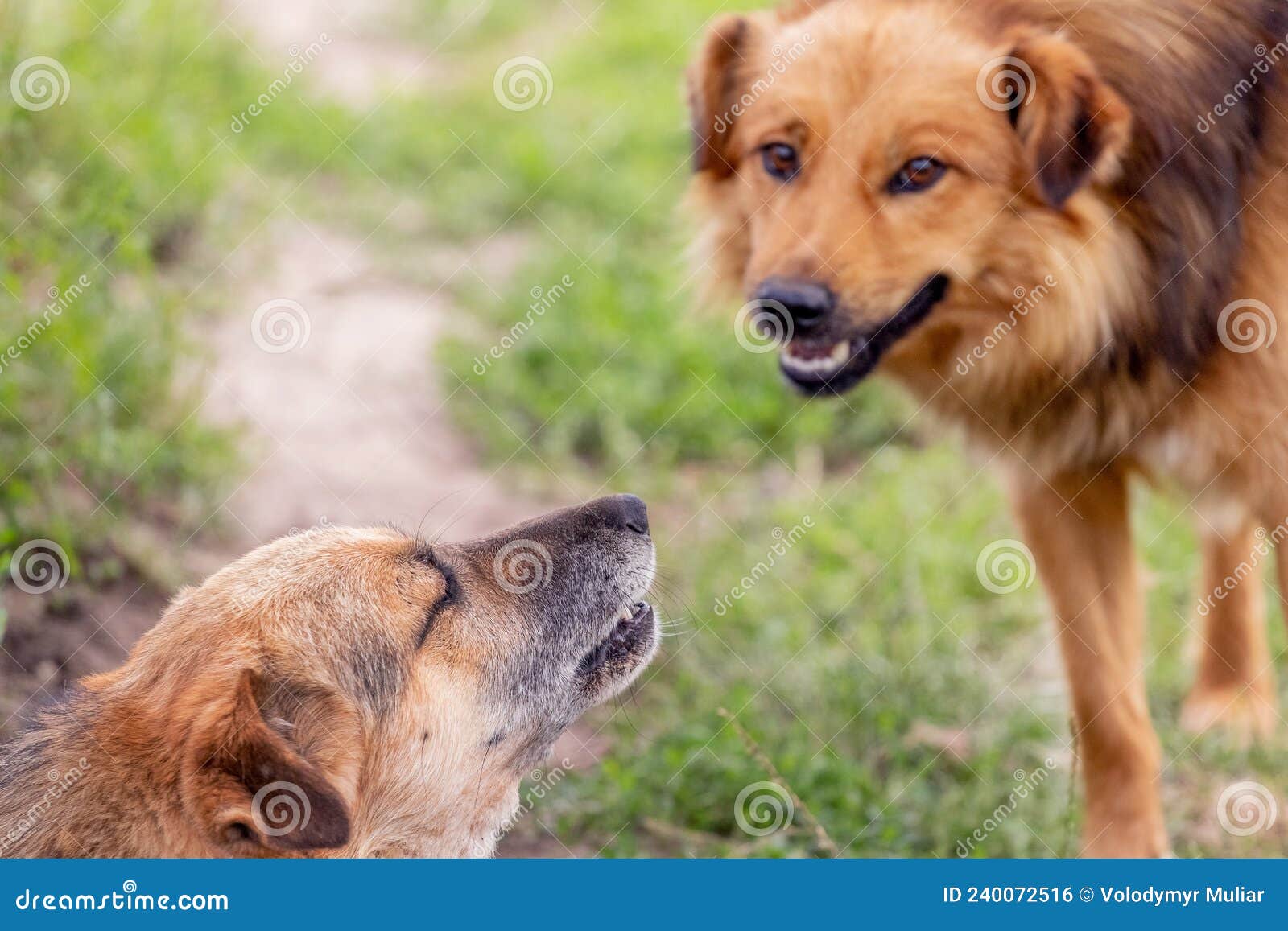 Two Aggressive Dogs Bark at Each Other Stock Photo - Image of canine ...