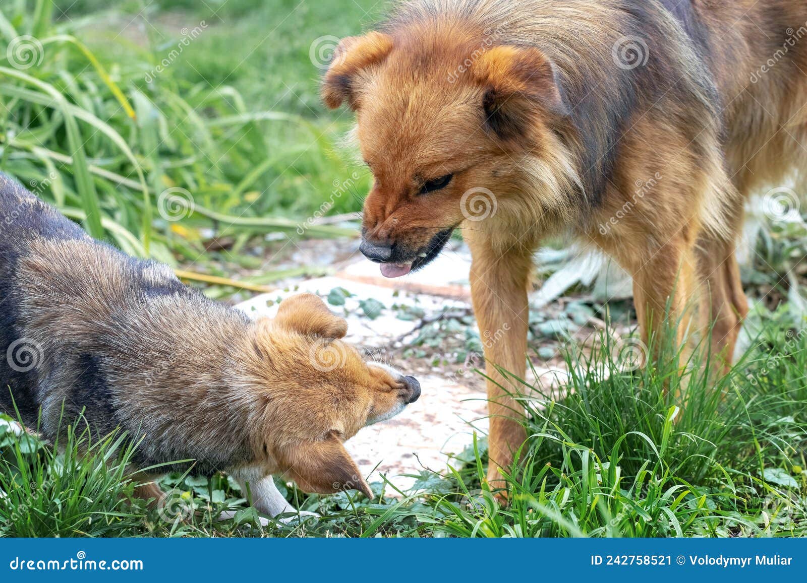 Two Aggressive Dogs are in Conflict with Each Other Stock Image - Image ...