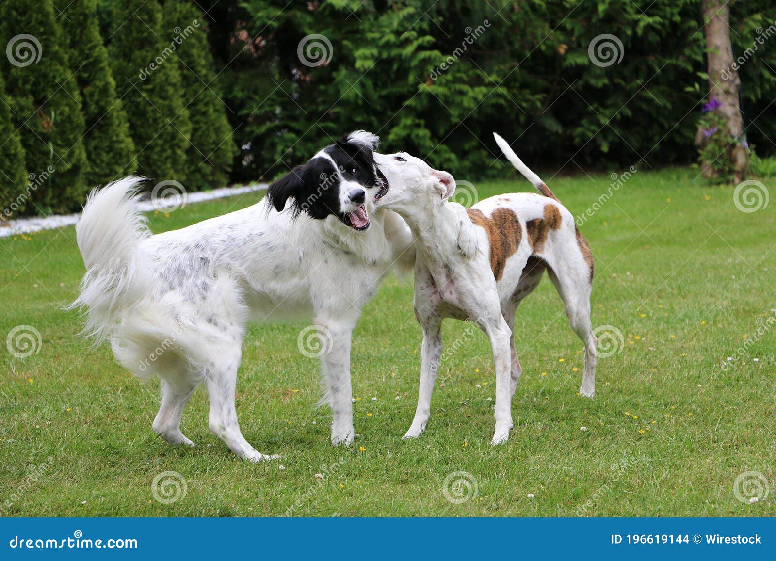 Two Aggressive Dogs Fighting and Biting Each Other in a Park Stock ...