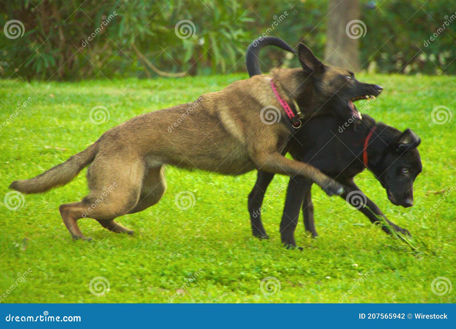Aggressive Dogs Fighting Outdoors in a Park Stock Photo - Image of ...