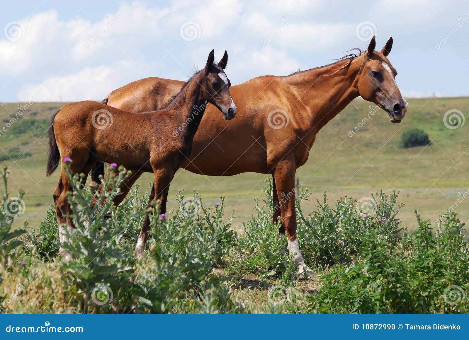 Two akhal-teke horses stock photo. Image of chestnut - 10872990