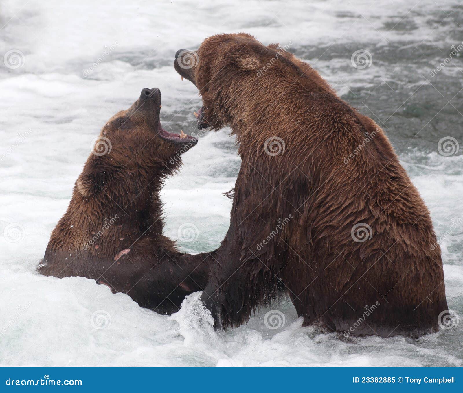 Two Alaskan Brown Bears Fighting Stock Image - Image of wildlife, fight ...