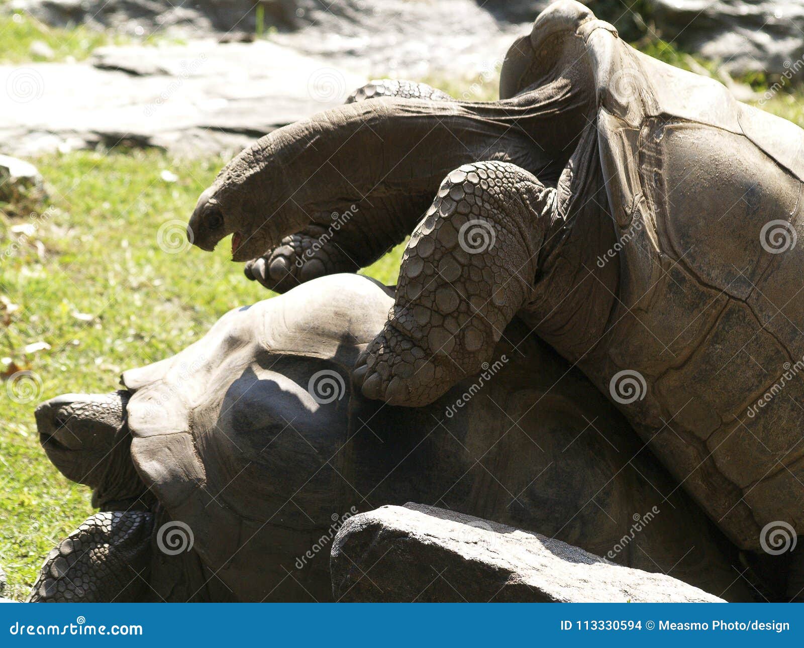 Two Aldabra Tortoises Mating 1 Stock Photo - Image of ecology, breeding ...