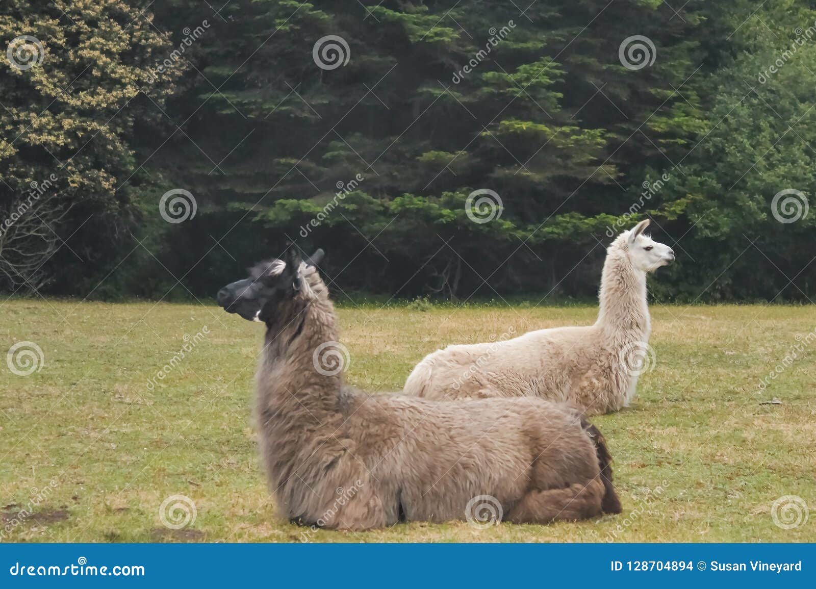 Two Alert Llamas Lying in a Field in Opposite Directions with Forest ...