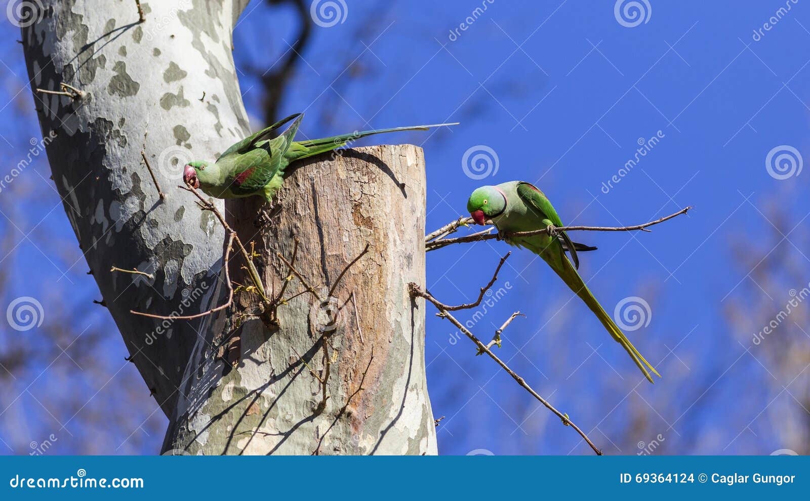 Two Alexandrine Parakeets on Tree Stock Photo - Image of tree, wild ...