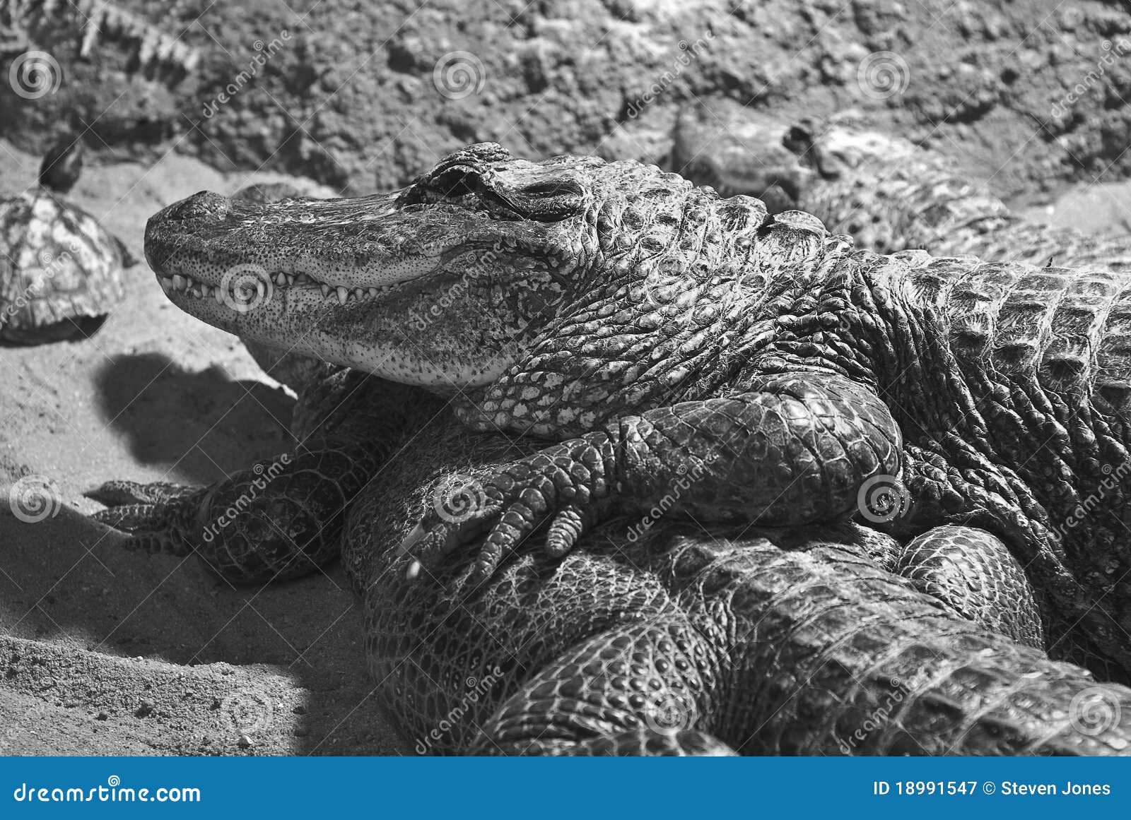 Two Alligators stock image. Image of alligator, teeth - 18991547