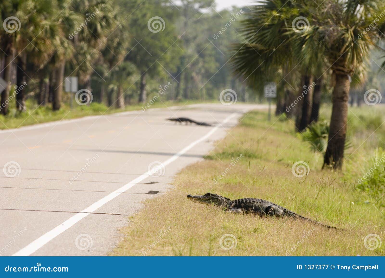 Two Alligators Crossing A Highway Picture. Image: 1327377