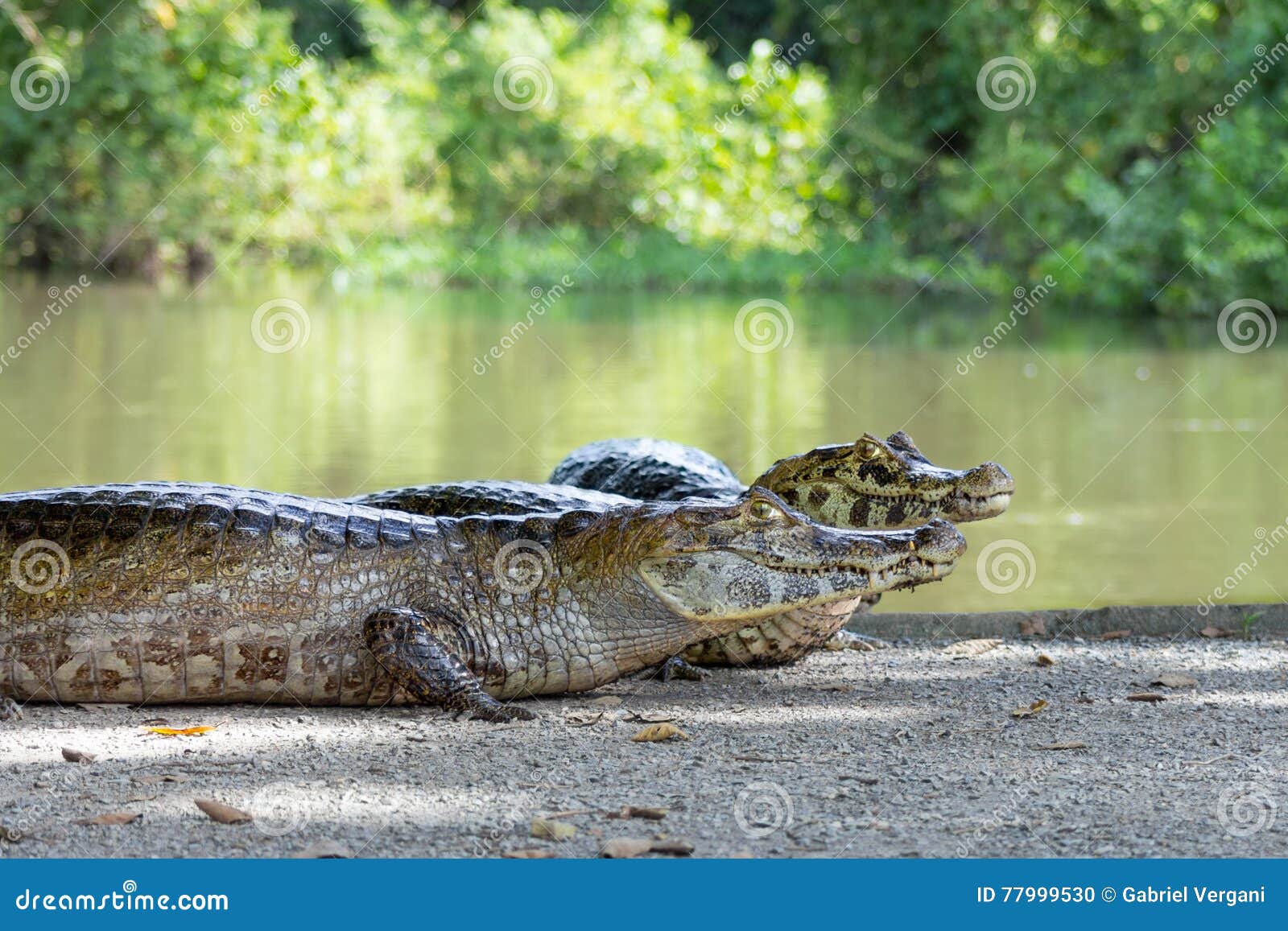 Two Alligators Looking at Camera Stock Photo - Image of daylight, close ...