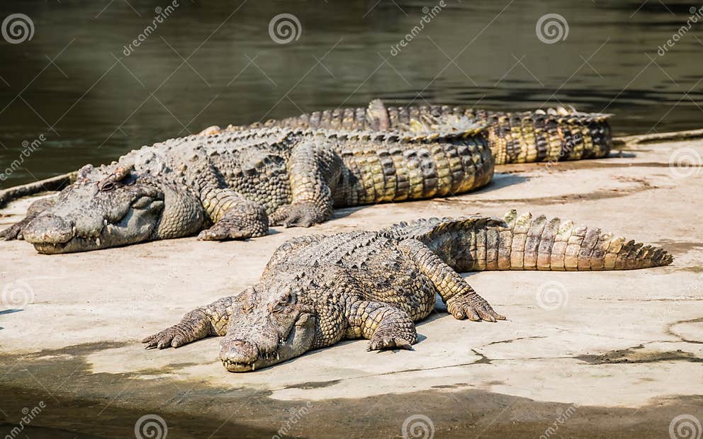 Two Alligators Resting stock photo. Image of large, reptile - 218572166