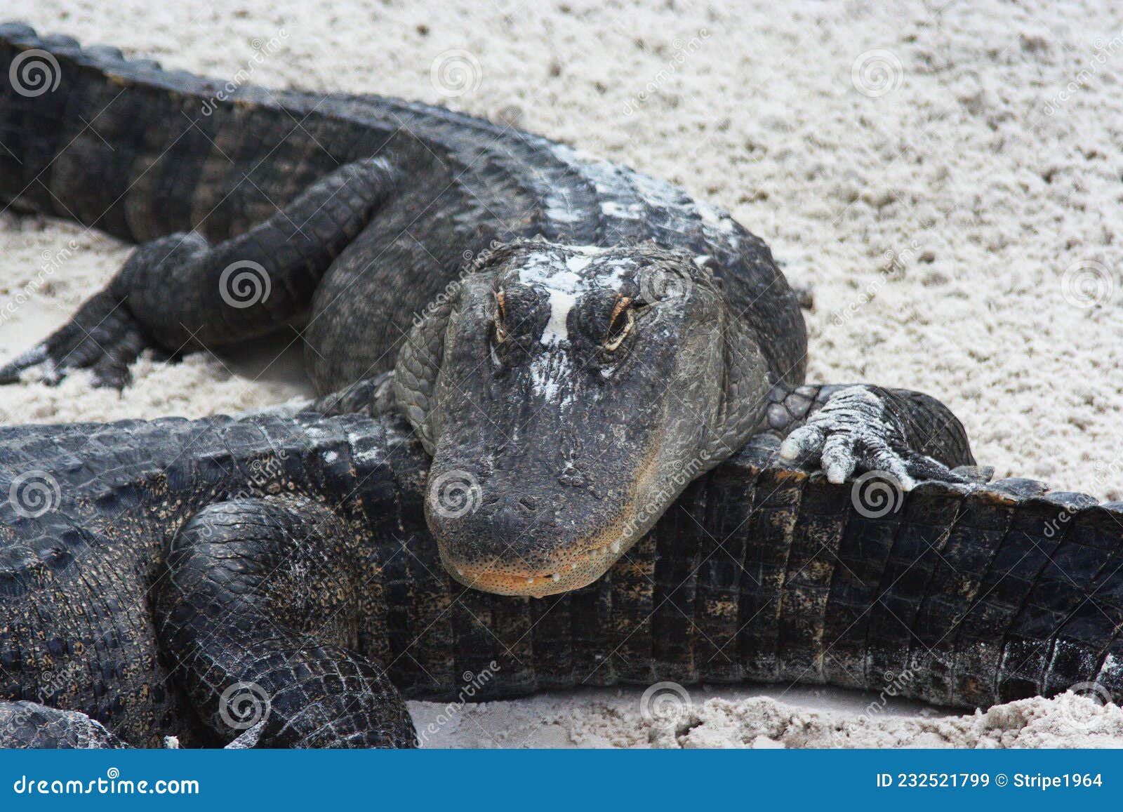 Alligators on Sand Resting on Each Other Stock Image - Image of ...