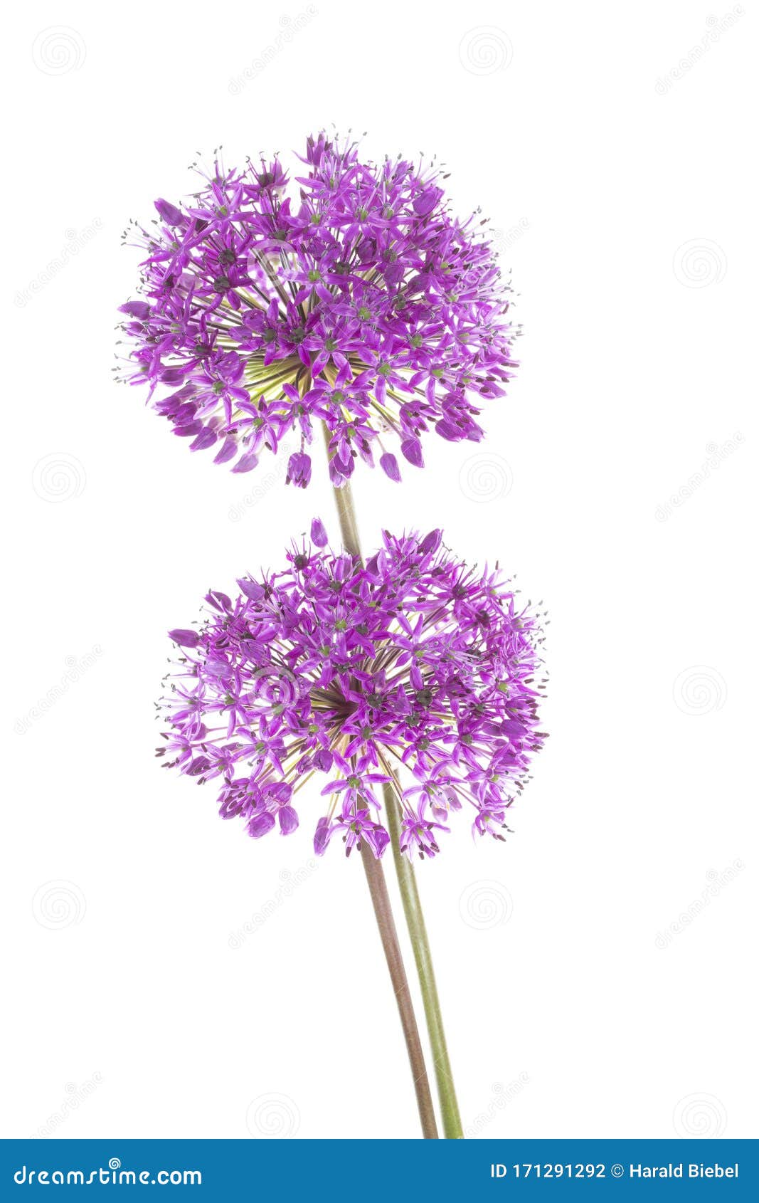 Two Allium Flowers on White Background Stock Photo - Image of alium ...