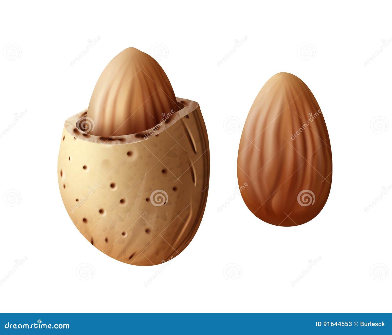 Two almond nuts stock vector. Illustration of background - 91644553