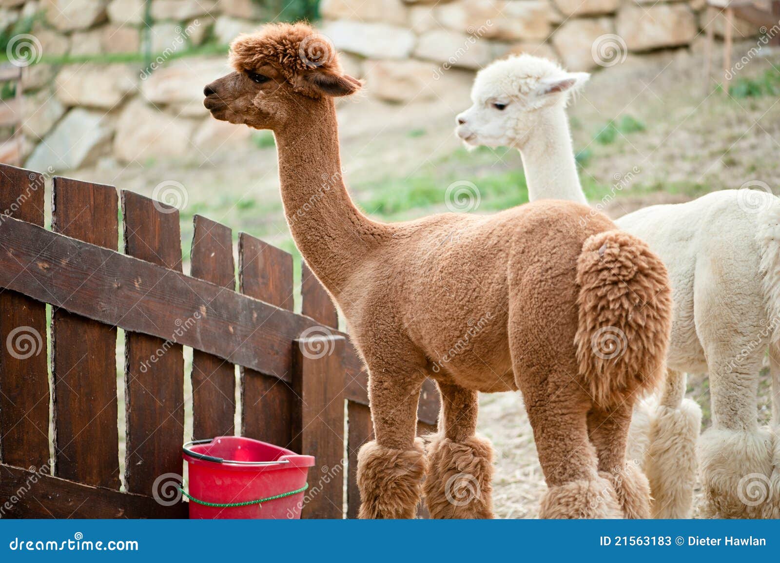 Two Alpacas stock image. Image of alpaka, lama, fleece - 21563183