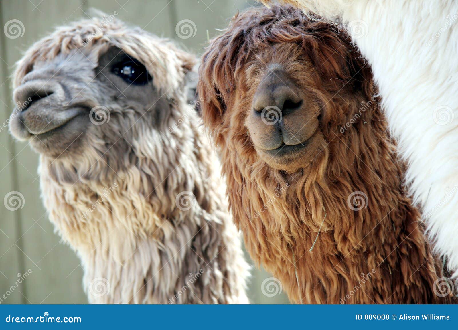 Two Alpacas stock photo. Image of snuggling, furry, nose - 809008