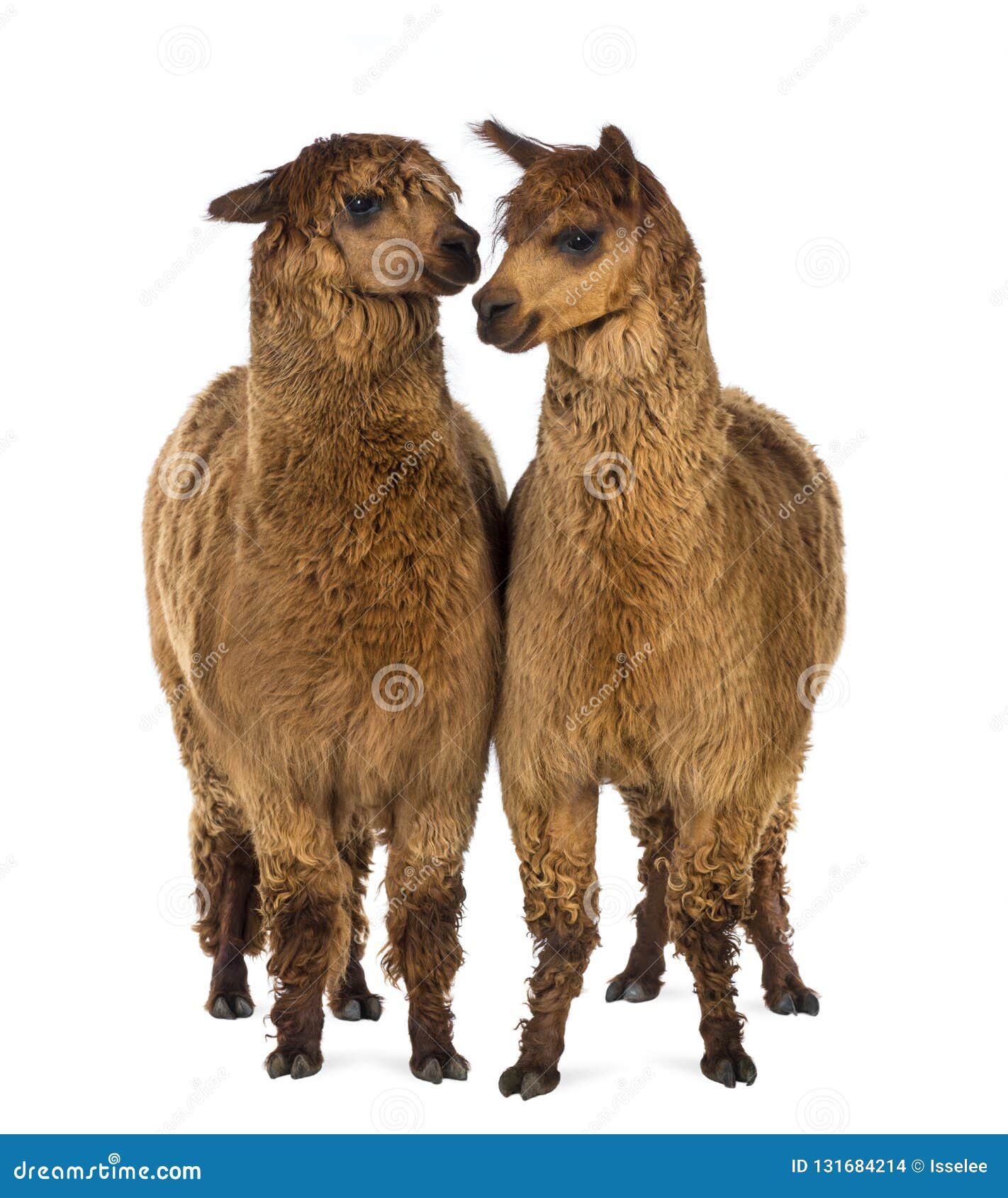Two Alpacas Against White Background Stock Photo - Image of studio ...