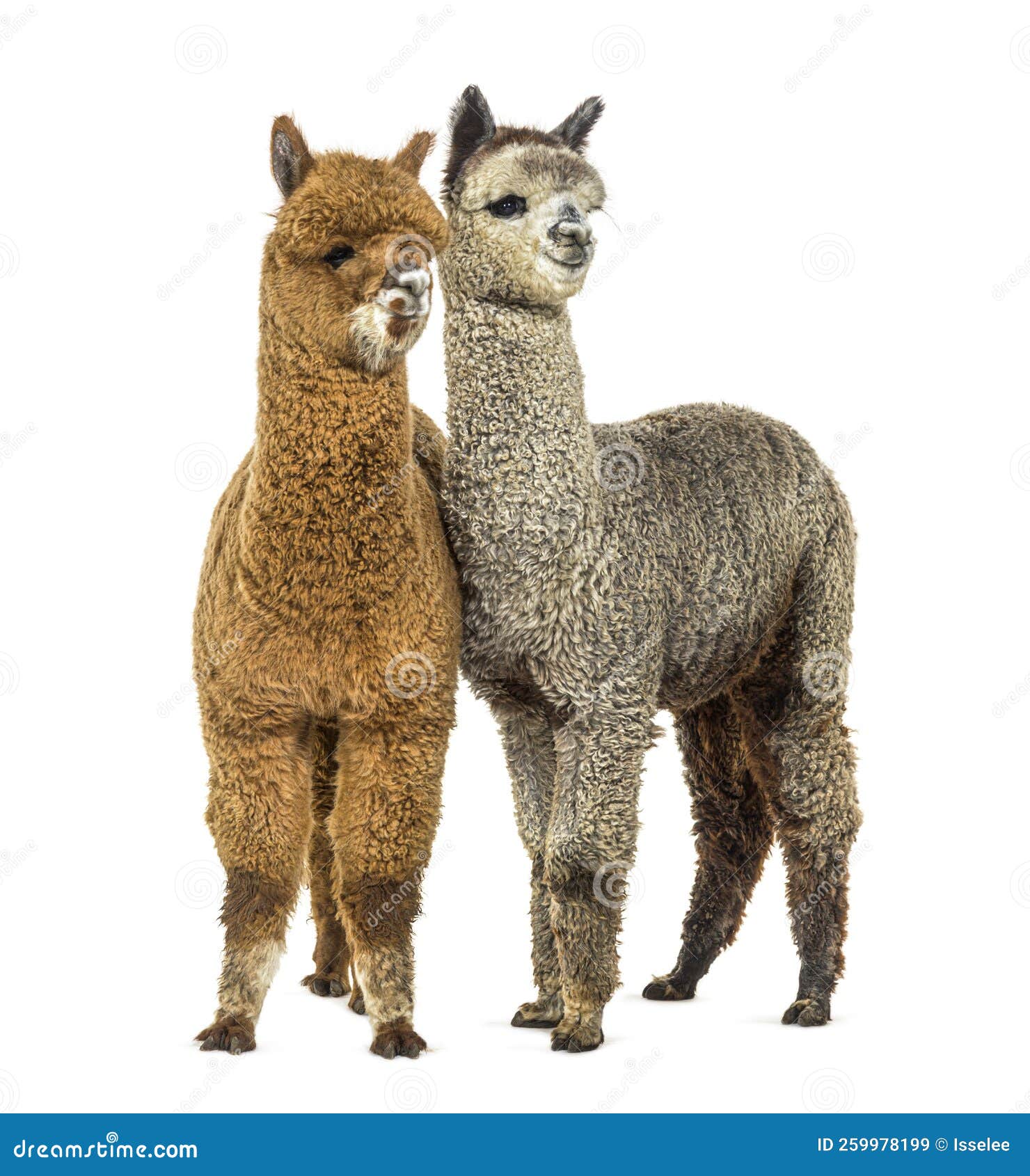 Two Alpacas Dark Fawn and Medium Silver Grey Alpacas Together - Lama ...