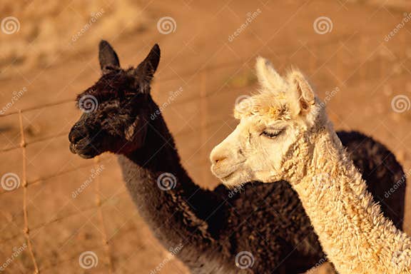 Two Alpacas in the Enclosure Stock Photo - Image of livestock ...