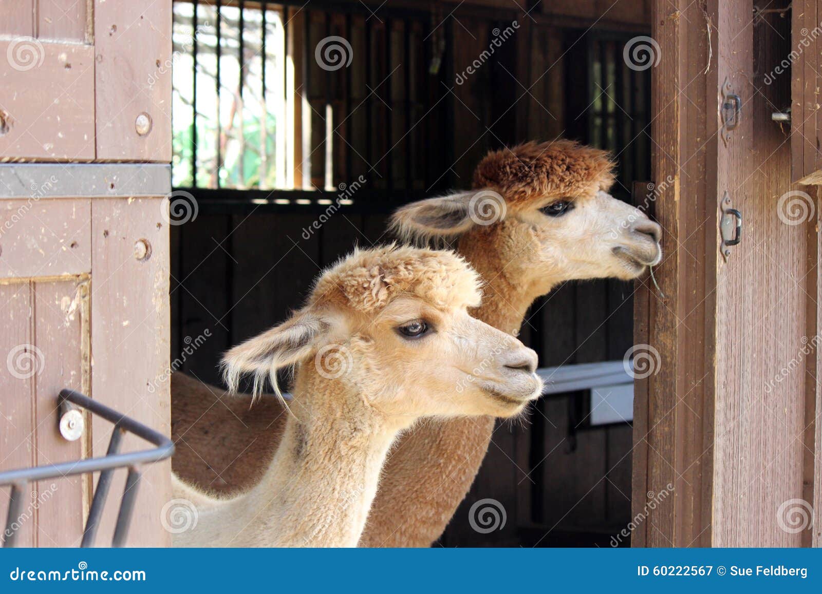 Two Alpacas stock image. Image of alpaca, soft, nose - 60222567