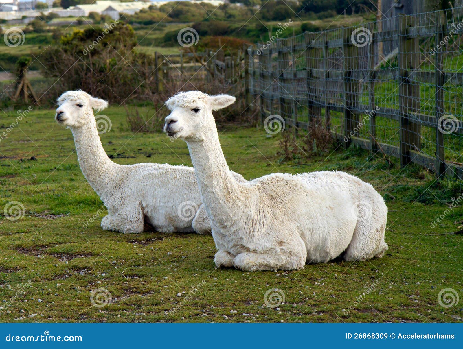 Two Alpacas lying down stock image. Image of hair, looking - 26868309