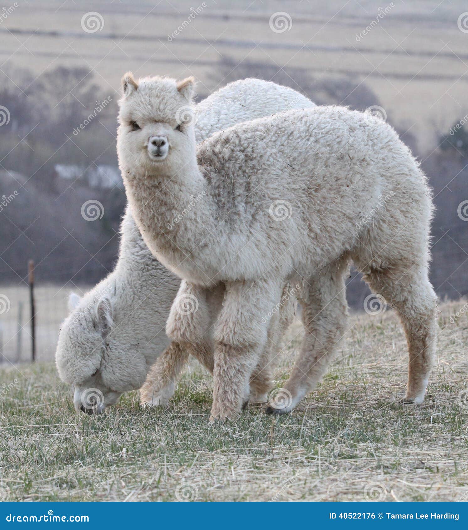 Two alpacas in a pasture stock photo. Image of alpaca - 40522176