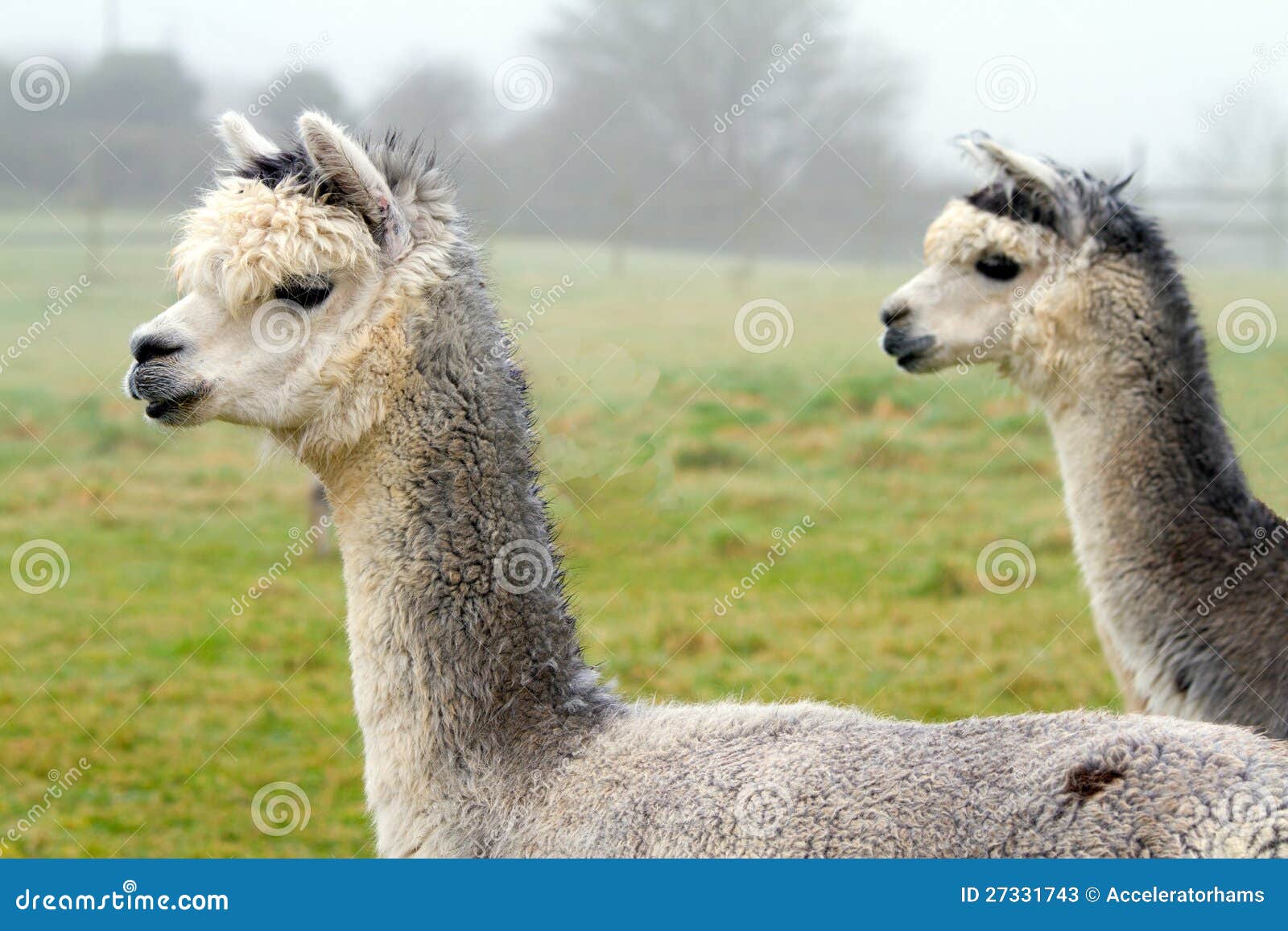 Two Alpacas Profile Photos - Free & Royalty-Free Stock Photos from ...