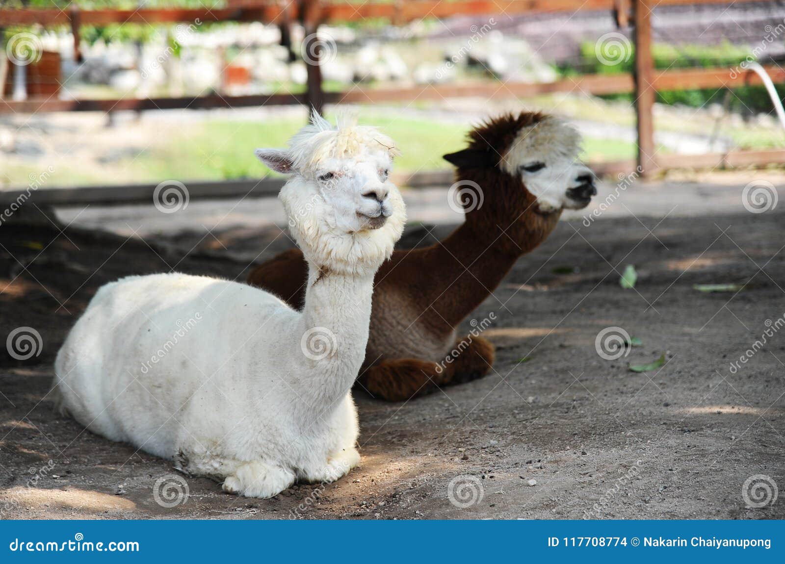 Two Alpacas Sitting and Relaxing Stock Photo - Image of alpacas, brown ...