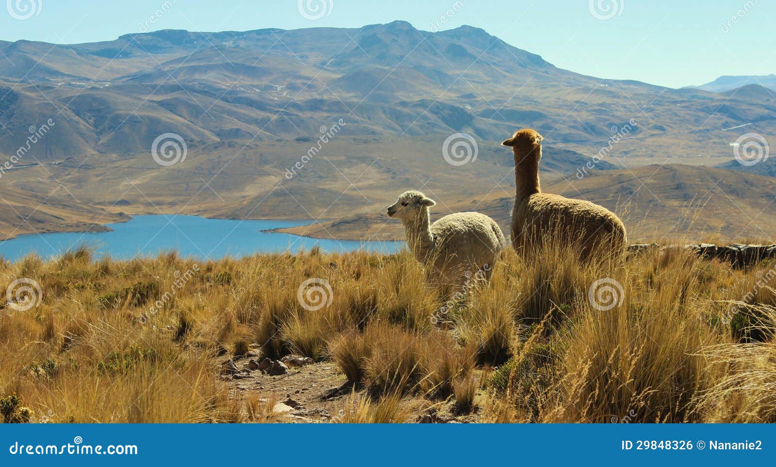 Alpacas on mountain top stock photo. Image of lake, lagunillas - 29848326