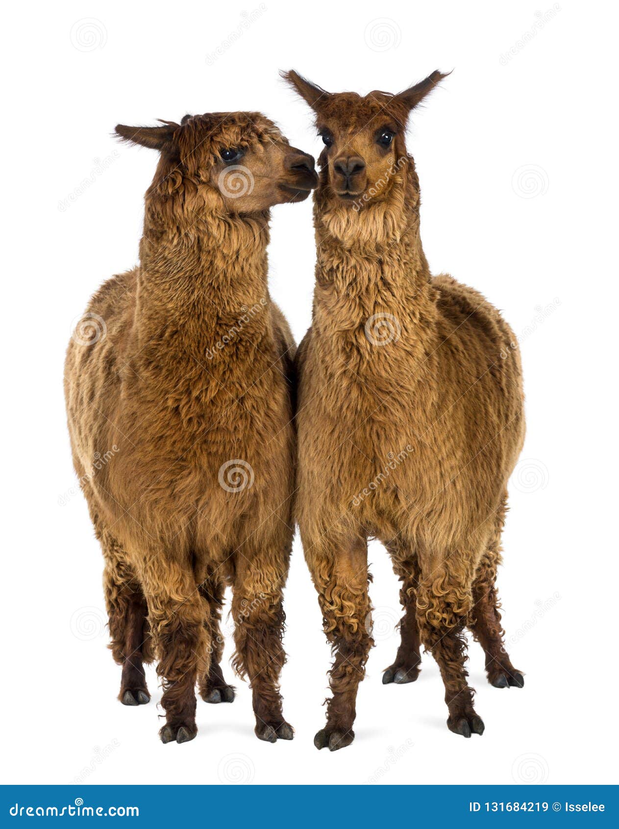 Two Alpacas stock image. Image of portrait, vertical - 131684219