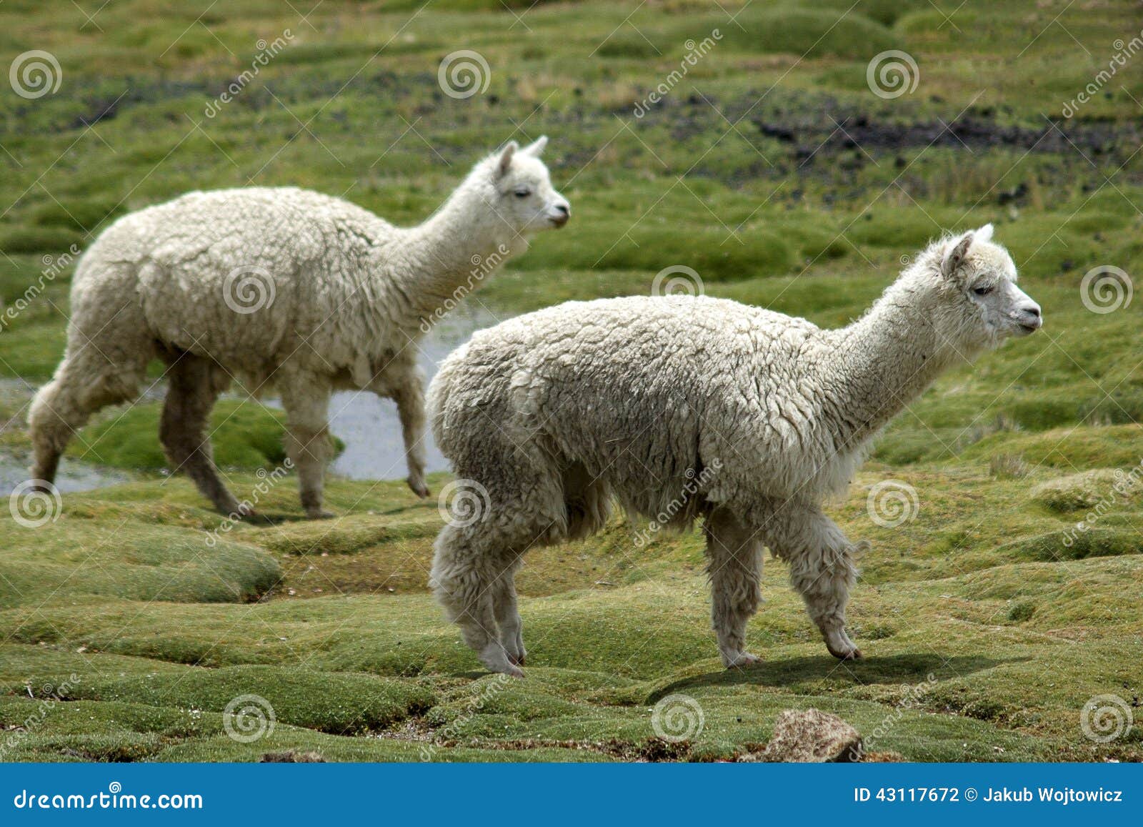 Two alpacas stock photo. Image of wildlife, llama, fleece - 43117672