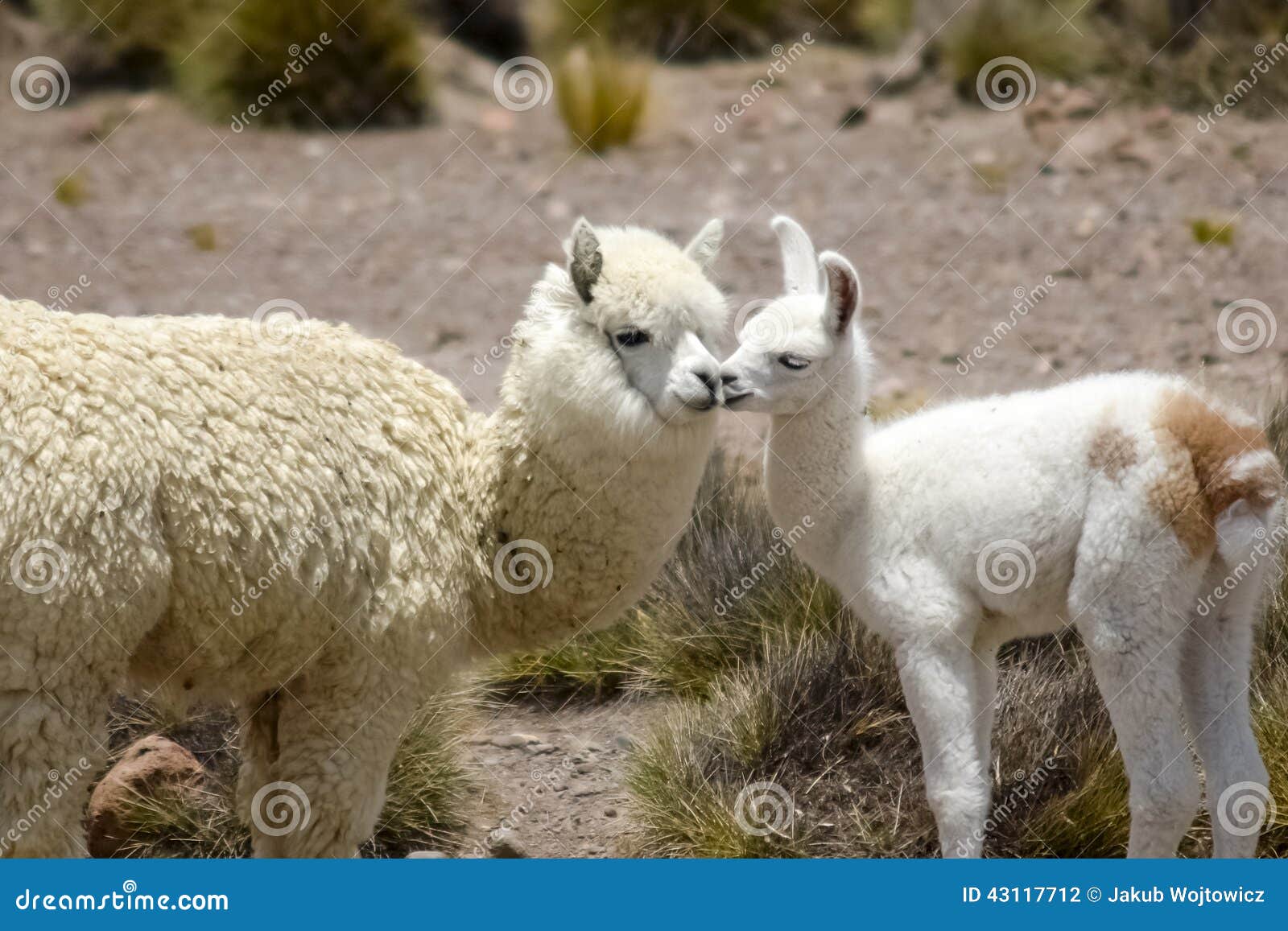 Two alpacas stock photo. Image of animal, llama, cheeky - 43117712