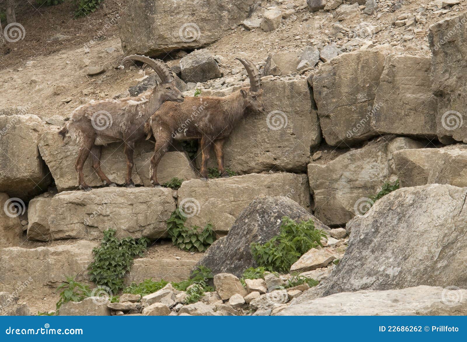 Two Alpine Ibex in Stony Ambiance Stock Photo - Image of european, ibex ...