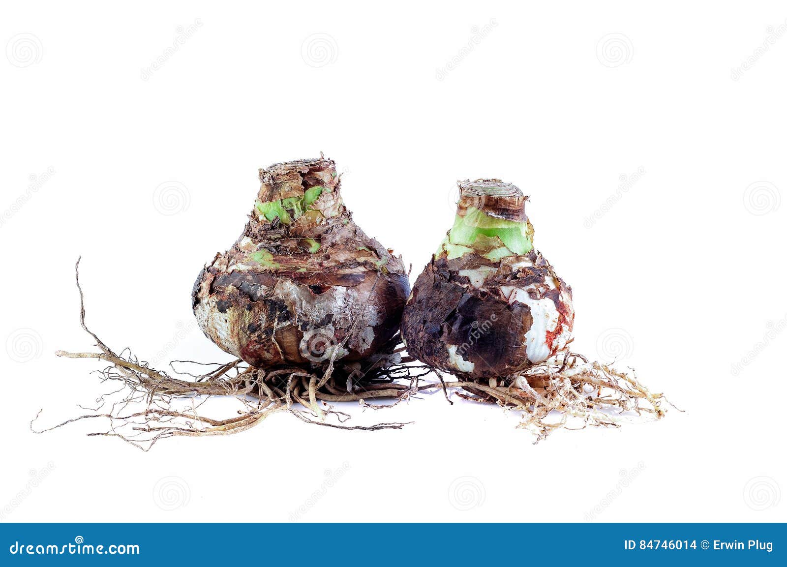 Two Amaryllis Mix Bulbs with Roots Stock Photo - Image of flora ...