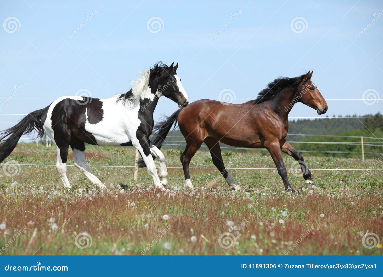 Two Amazing Horses Running on Spring Pasturage Stock Photo - Image of ...