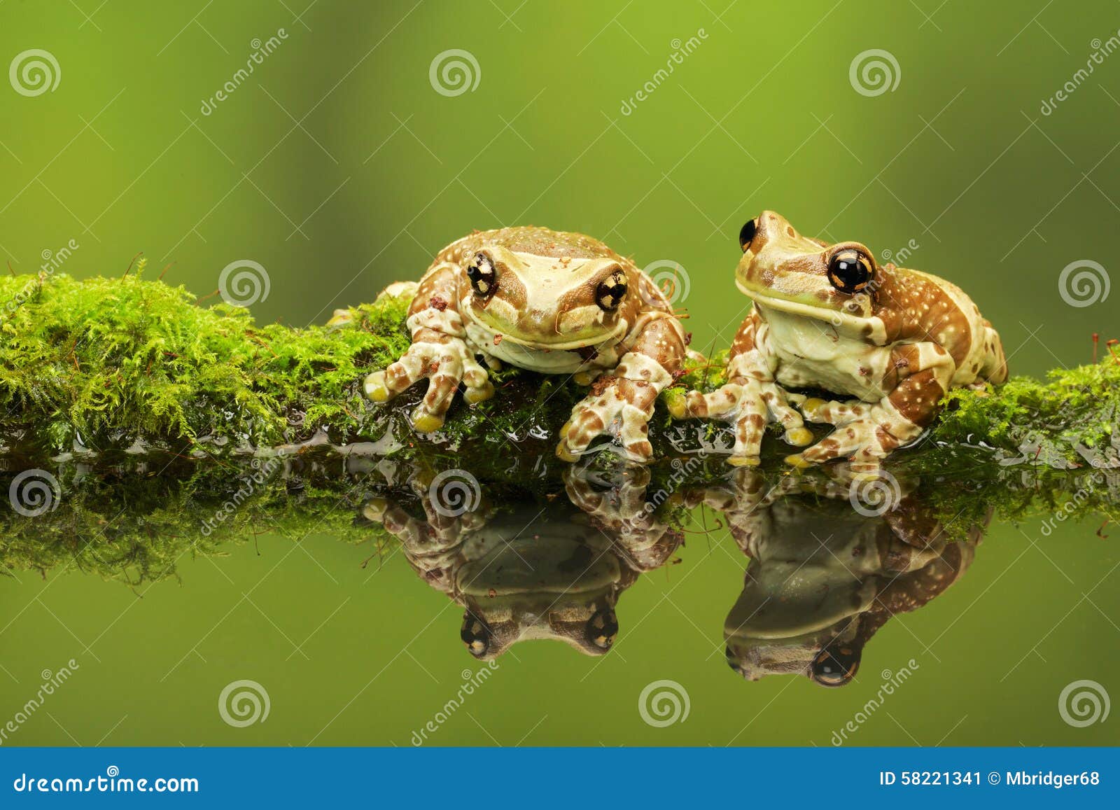 Two Frogs Royalty-Free Stock Photo | CartoonDealer.com #56445369